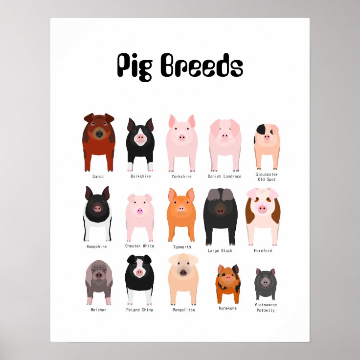 pig breeds poster | Zazzle
