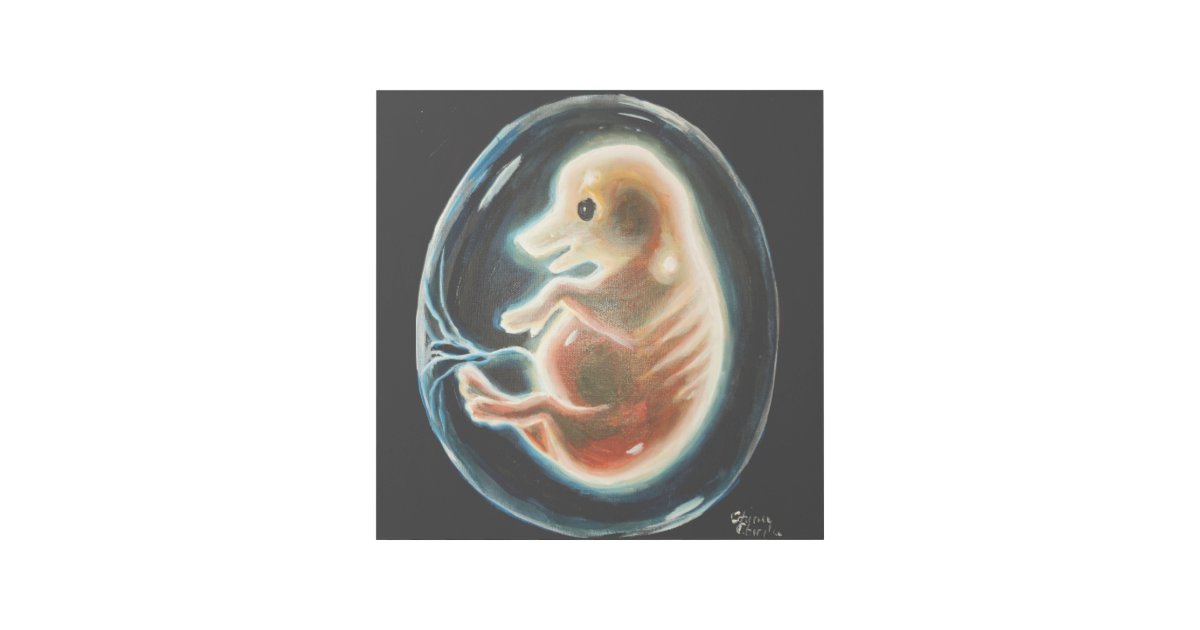 Pig embryo gallery wrap | Zazzle