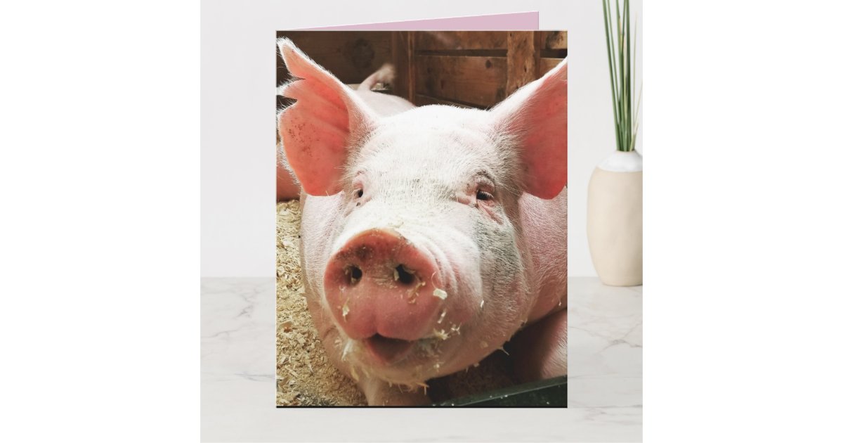 PIG HOG FUNNY BIRTHDAY CARD CARDS | Zazzle