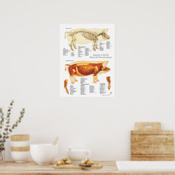 Pig Muscle & Skeletal Anatomy Poster Chart | Zazzle