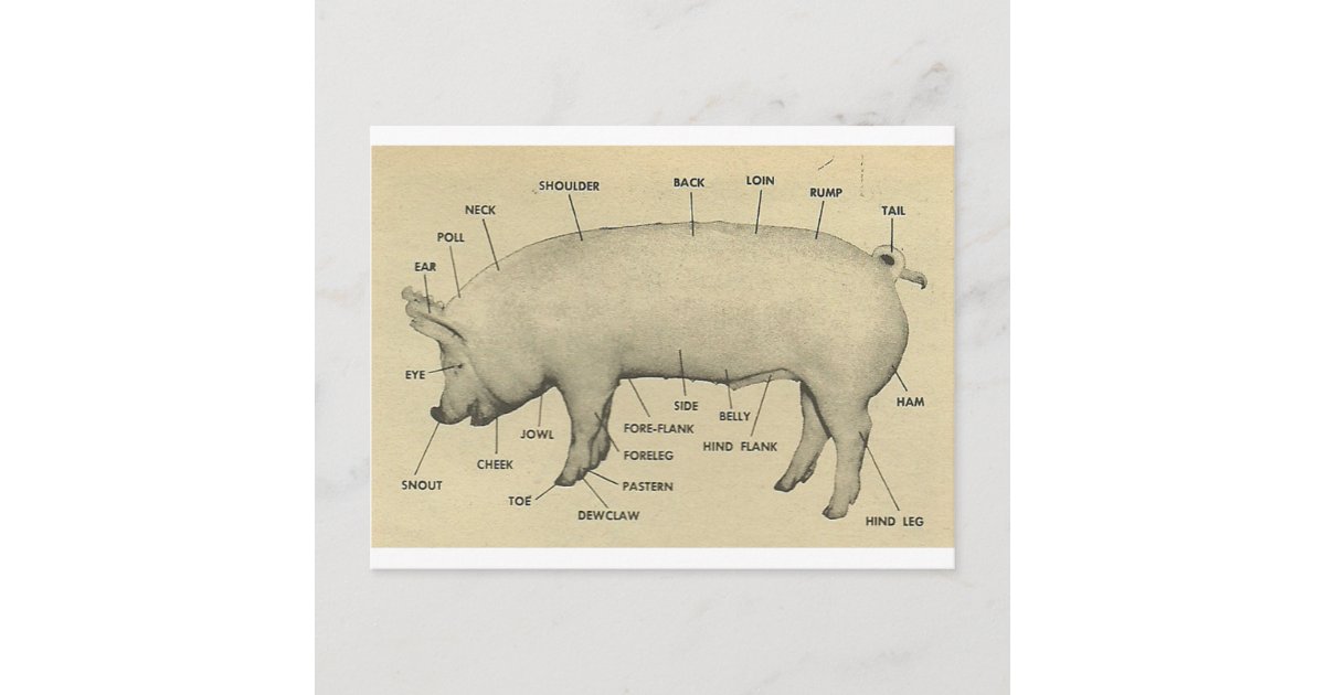 pig parts postcard | Zazzle