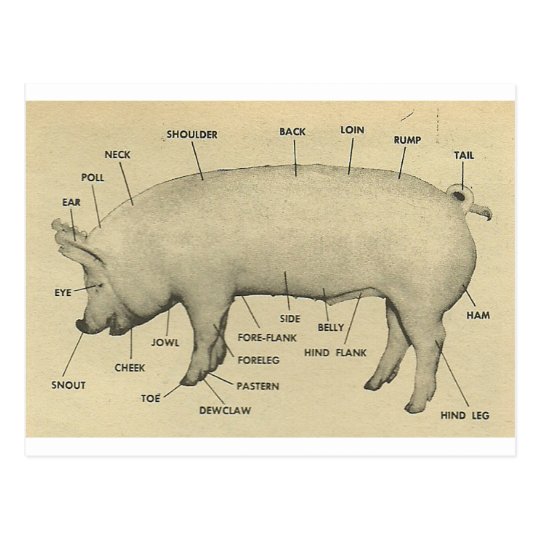 pig parts postcard | Zazzle.com