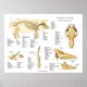 Pig Porcine Skeletal Anatomy Poster Chart | Zazzle