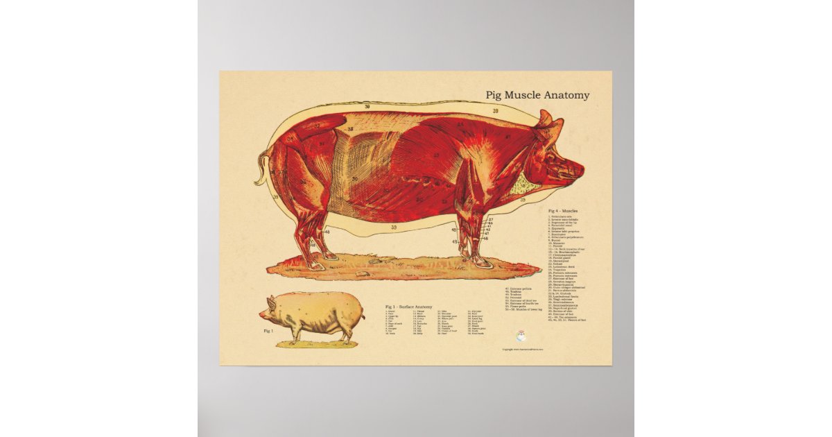Pig Veterinary Muscle Anatomy Chart | Zazzle