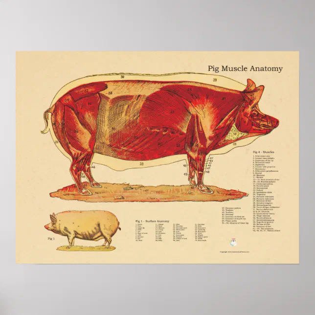 Pig Veterinary Muscle Anatomy Chart | Zazzle