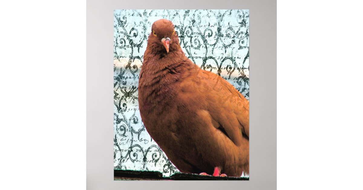 Pigeon Art Poster | Zazzle.com