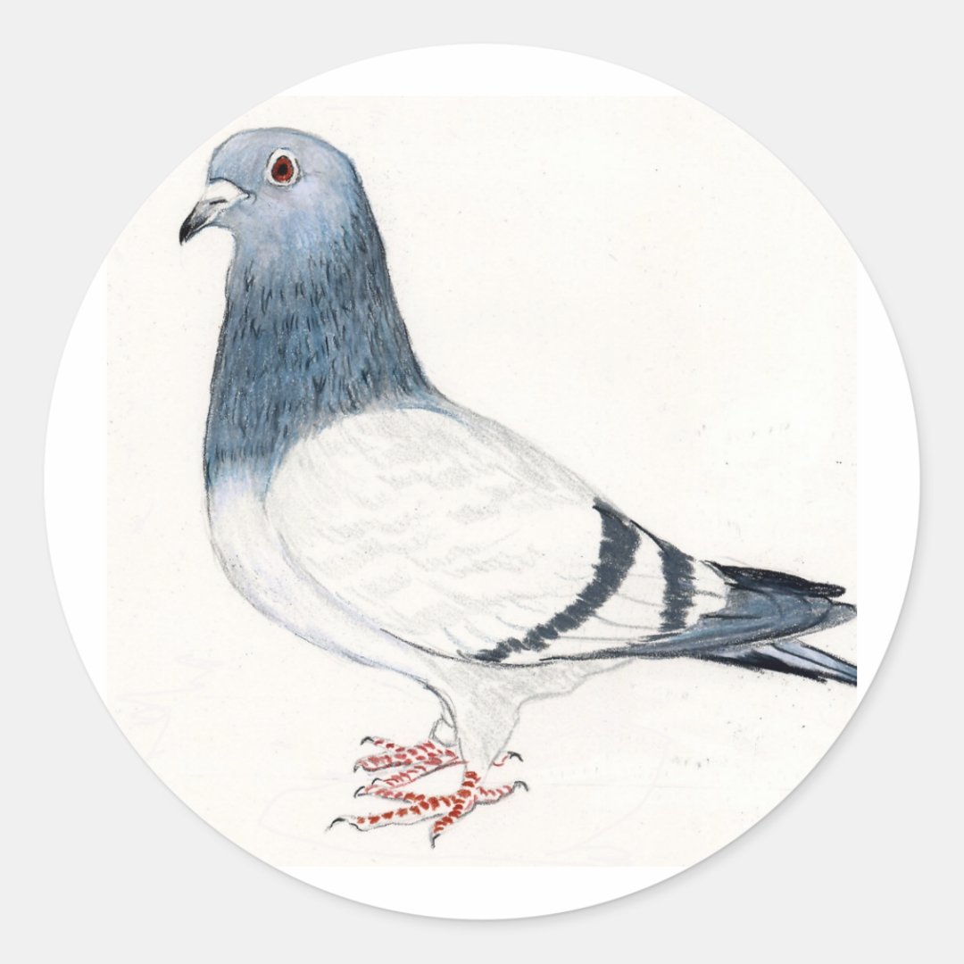 Pigeon Bird Art Sticker | Zazzle
