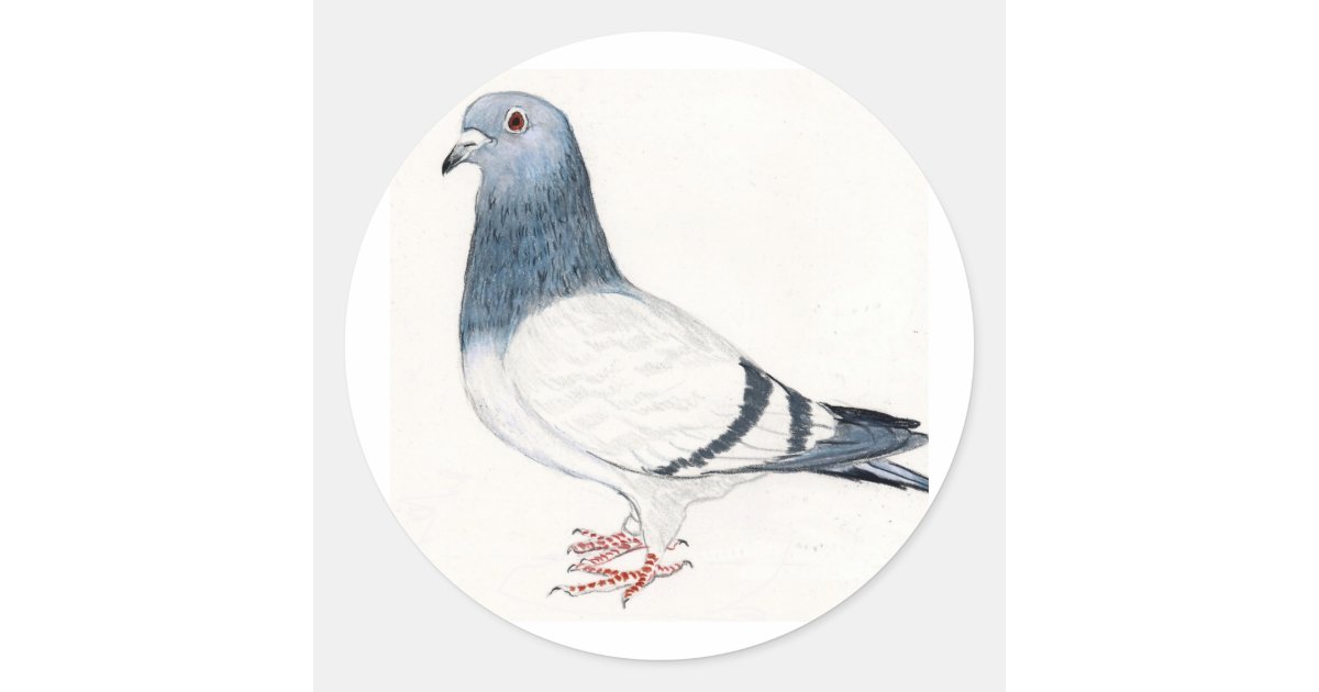 Pigeon Bird Art Sticker | Zazzle