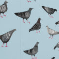 Pigeon Bird Wallpaper | Zazzle