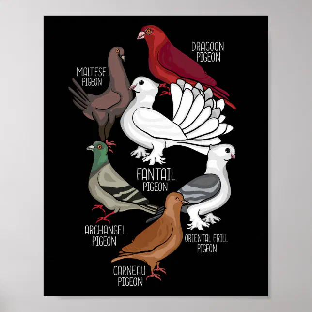 Pigeon Breeds King Pigeon Lover Men Pigeons Poster | Zazzle
