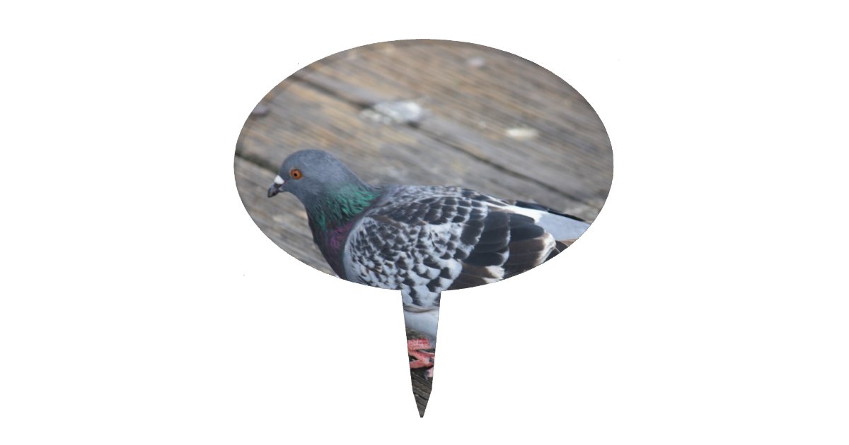 Pigeon Cake Topper | Zazzle