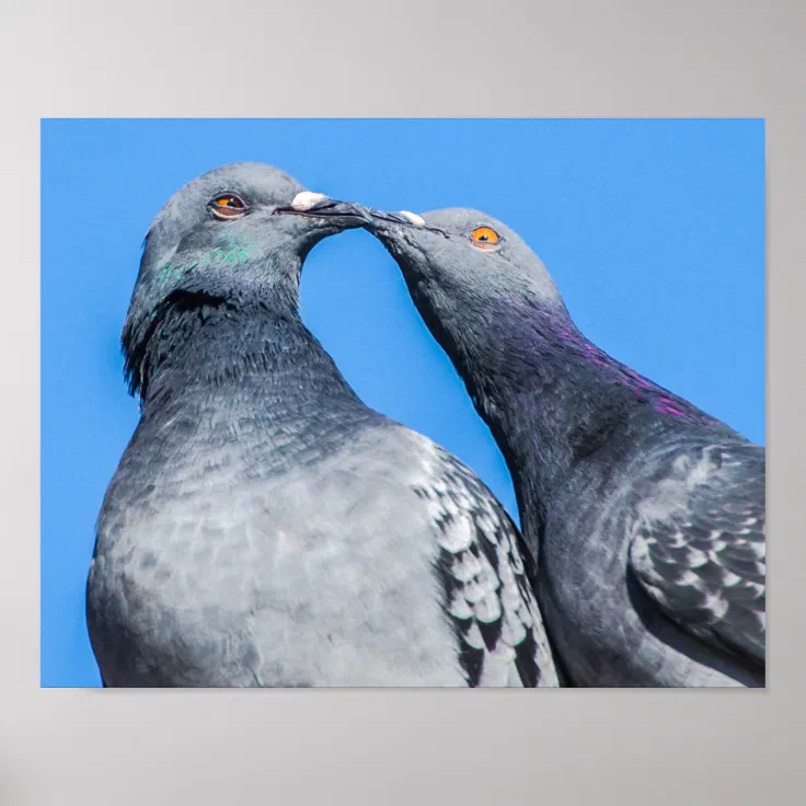 Pigeon Couple Kissing Poster | Zazzle