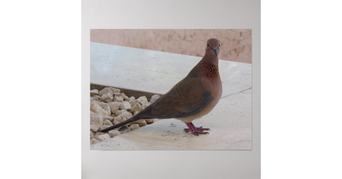 Pigeon poster, customizable poster | Zazzle
