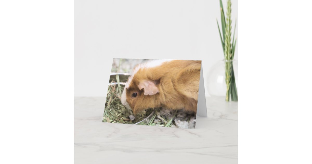 Piggy Card | Zazzle