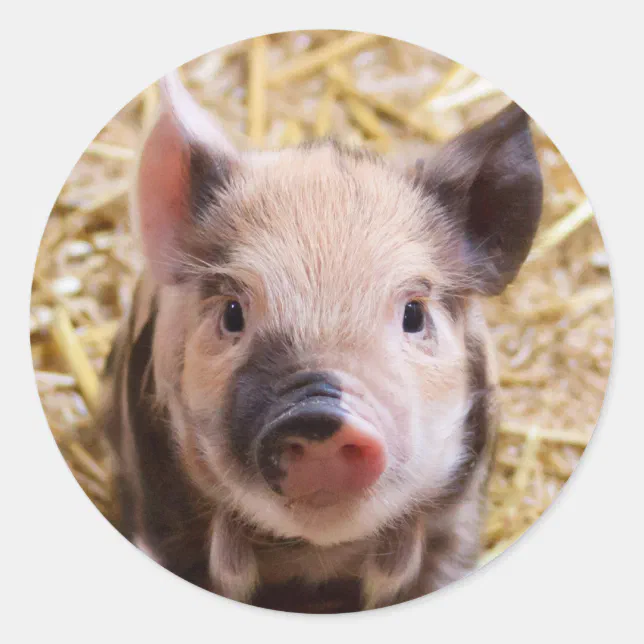 Piglet Classic Round Sticker | Zazzle