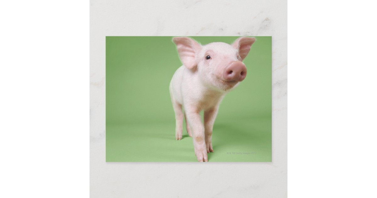Piglet Standing Postcard | Zazzle