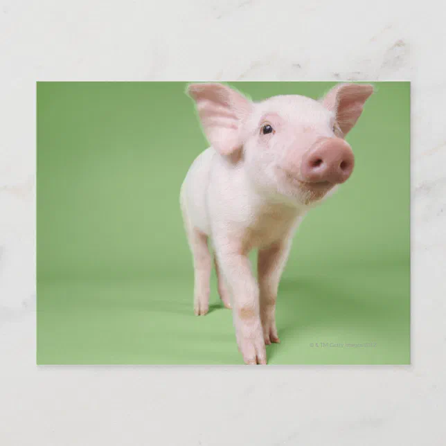 Piglet Standing Postcard | Zazzle