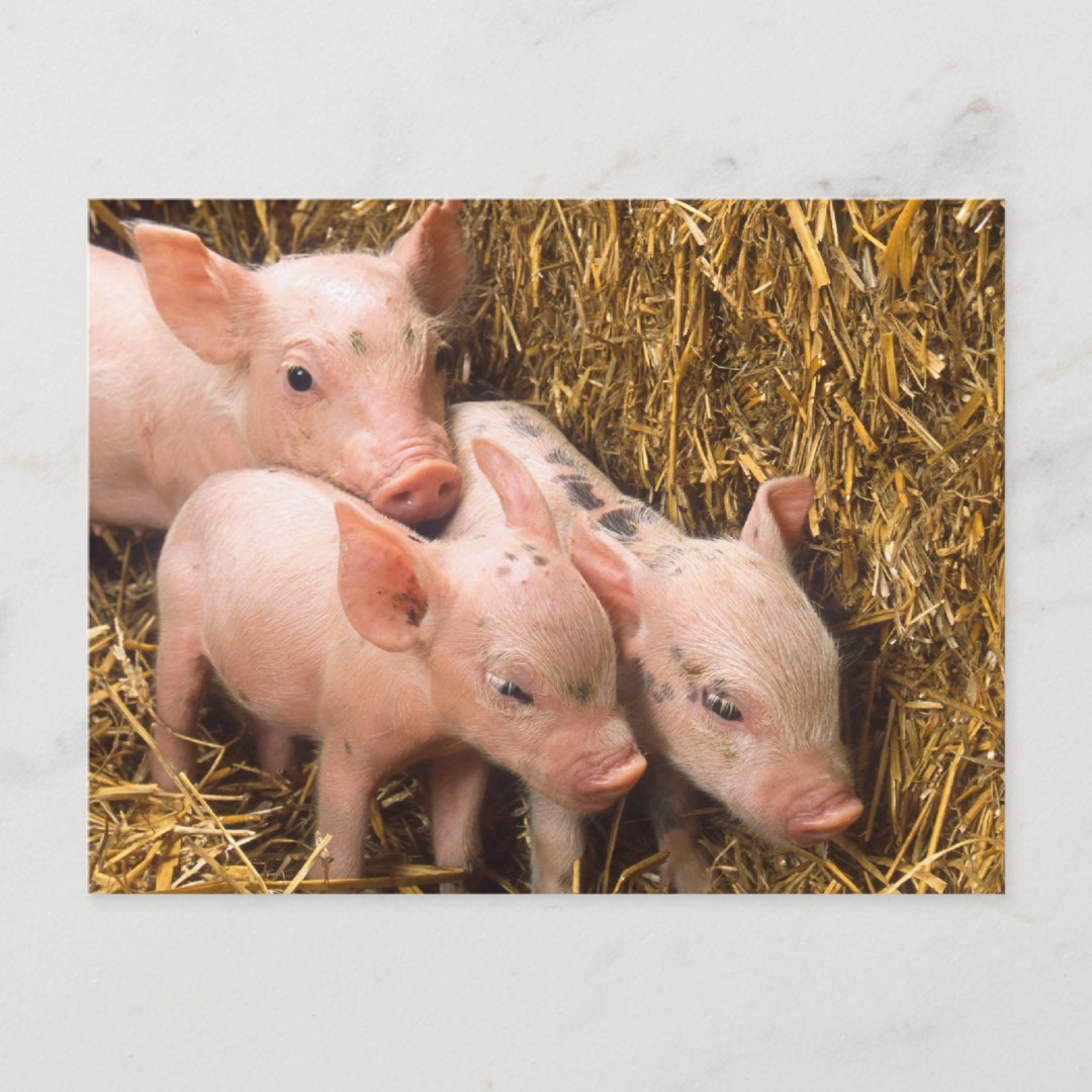 Piglets Postcard | Zazzle