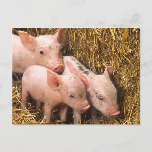 Piglets Postcard | Zazzle