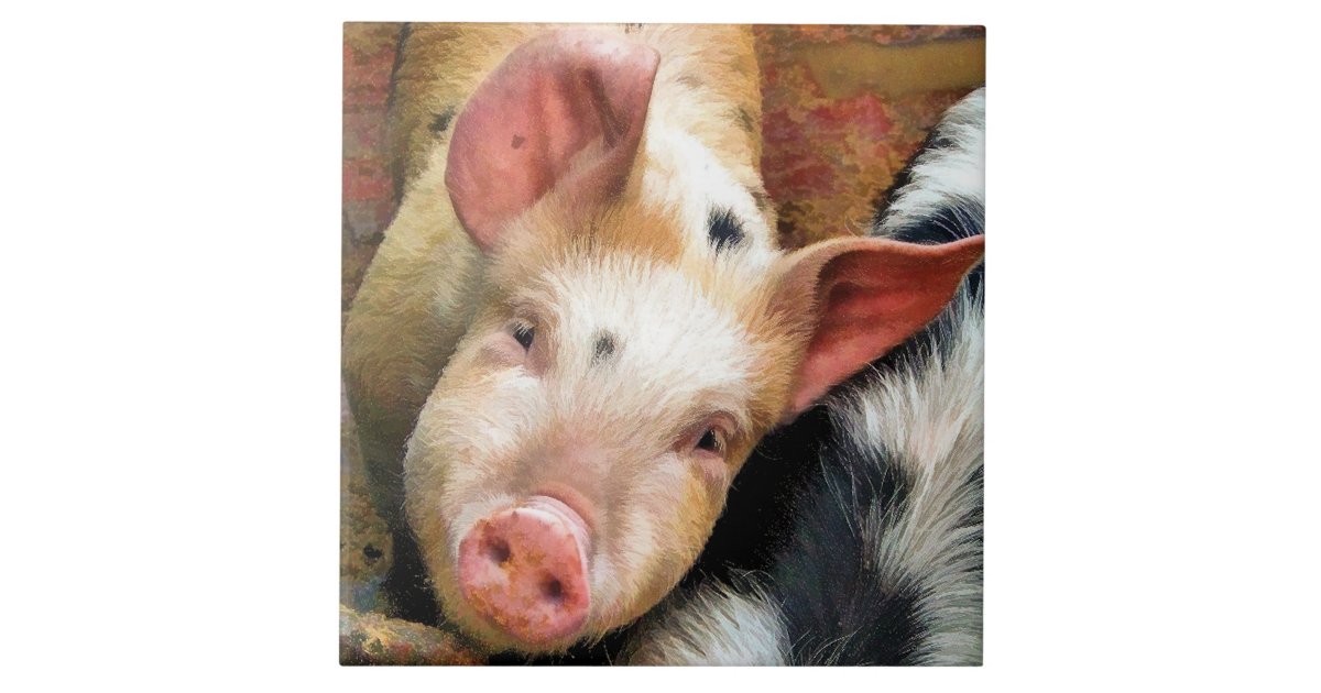 PIGS CERAMIC TILE | Zazzle