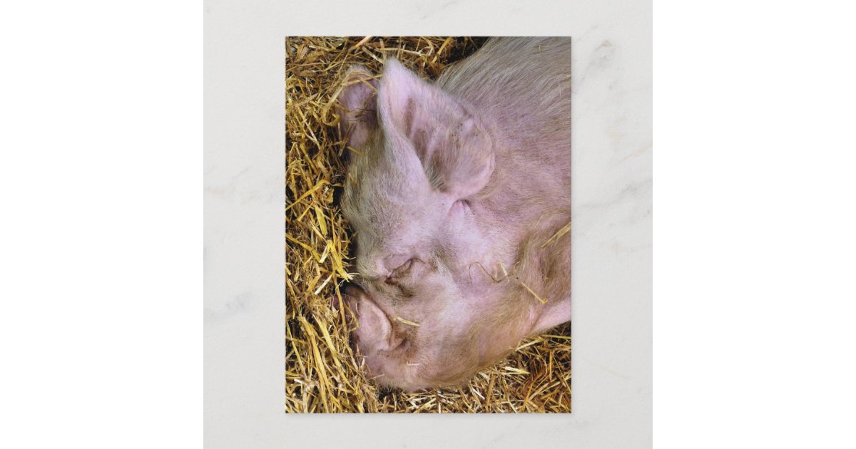 PIGS POSTCARD | Zazzle