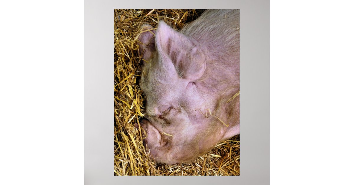 PIGS POSTER | Zazzle
