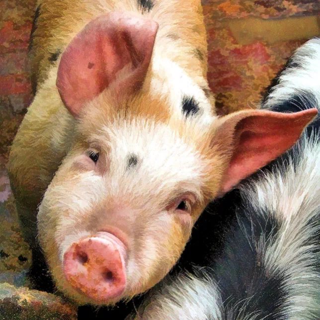 PIGS TISSUE PAPER | Zazzle