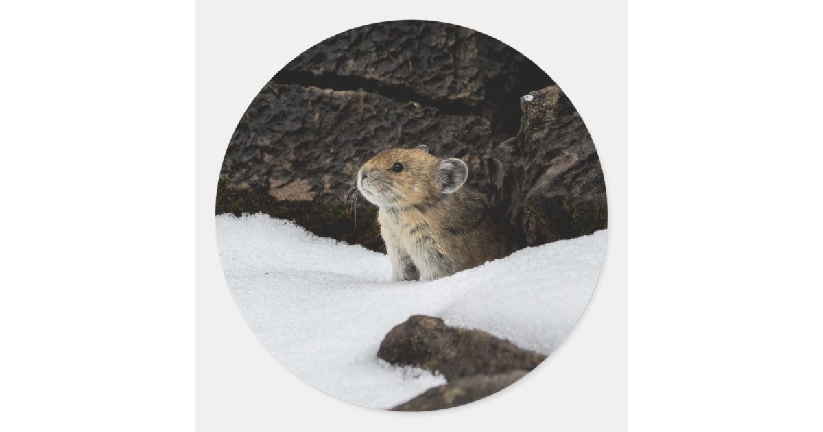 Pika in the Snow Classic Round Sticker | Zazzle