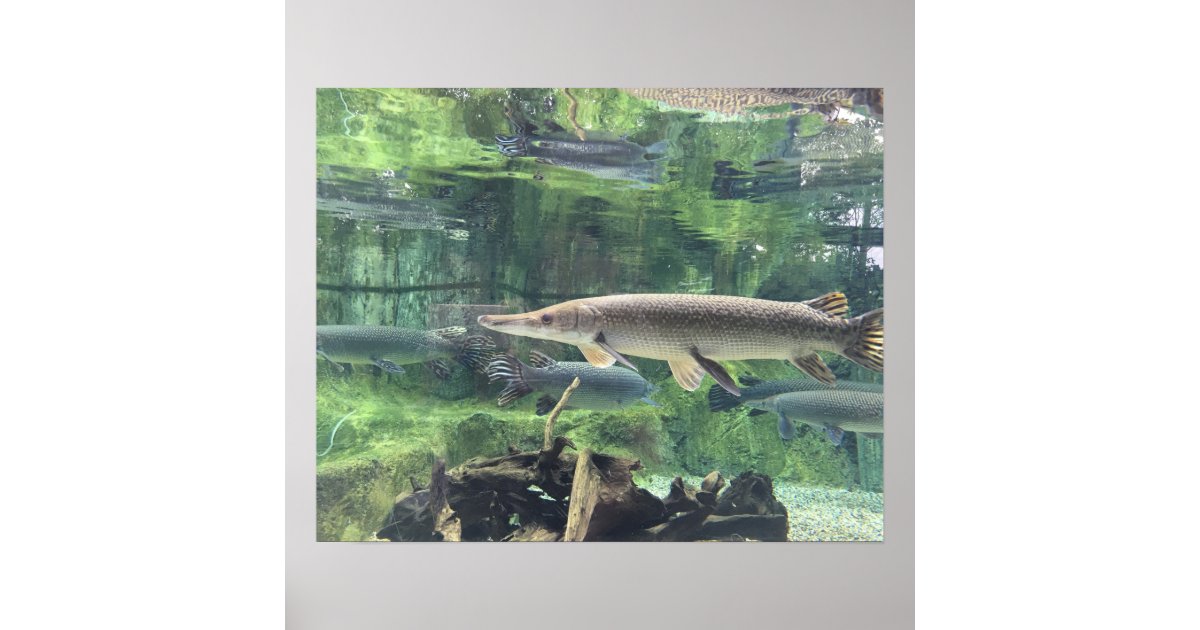 Pike Fish Poster | Zazzle