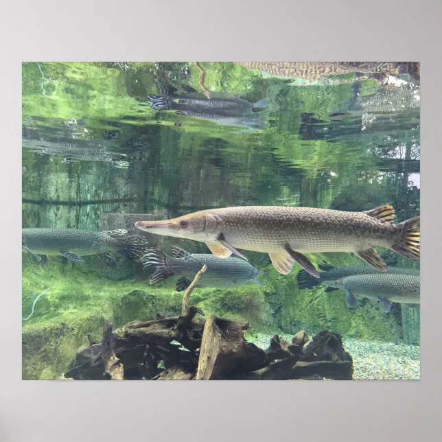 Pike Fish Poster | Zazzle