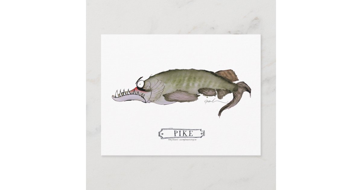 Pike fish, tony fernandes postcard | Zazzle