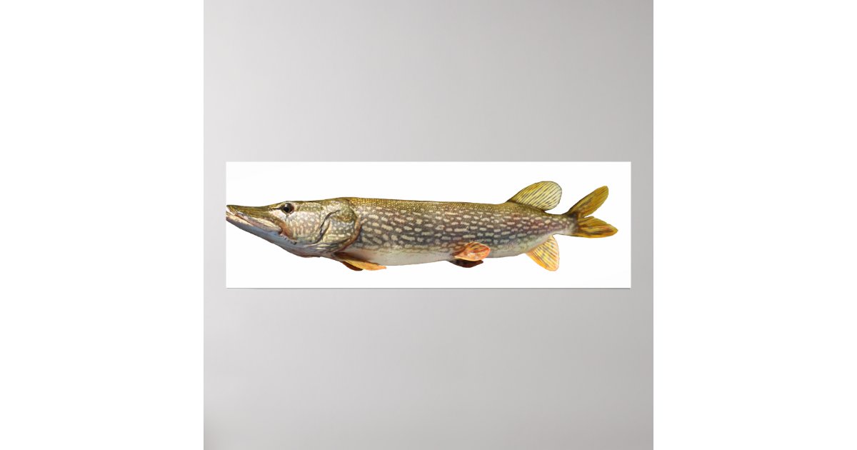 Pike Muski fishing Poster | Zazzle