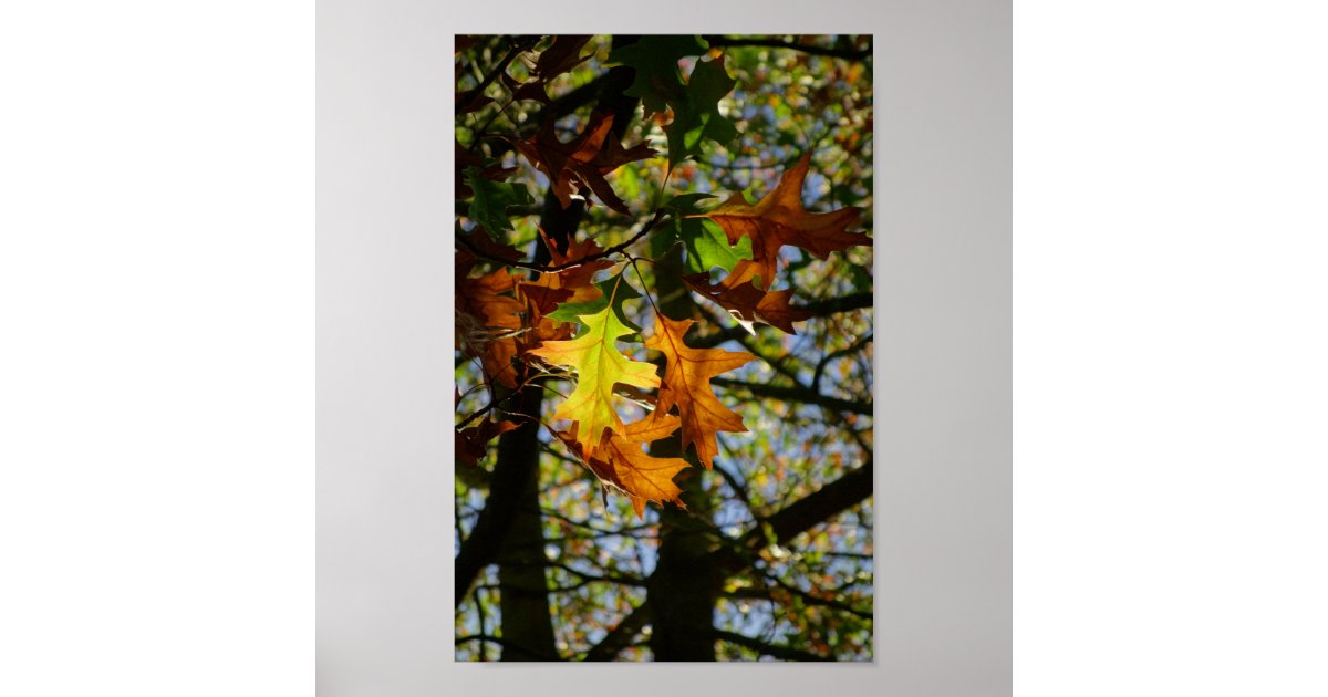 Pin Oak Leaves Poster | Zazzle