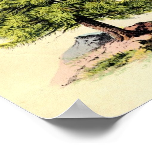 Pine Tree Antique Botanical Print Poster | Zazzle