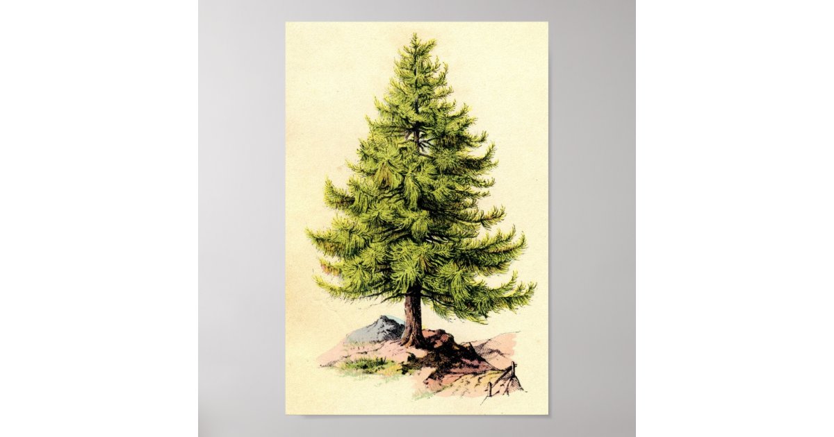 Pine Tree Antique Botanical Print Poster | Zazzle