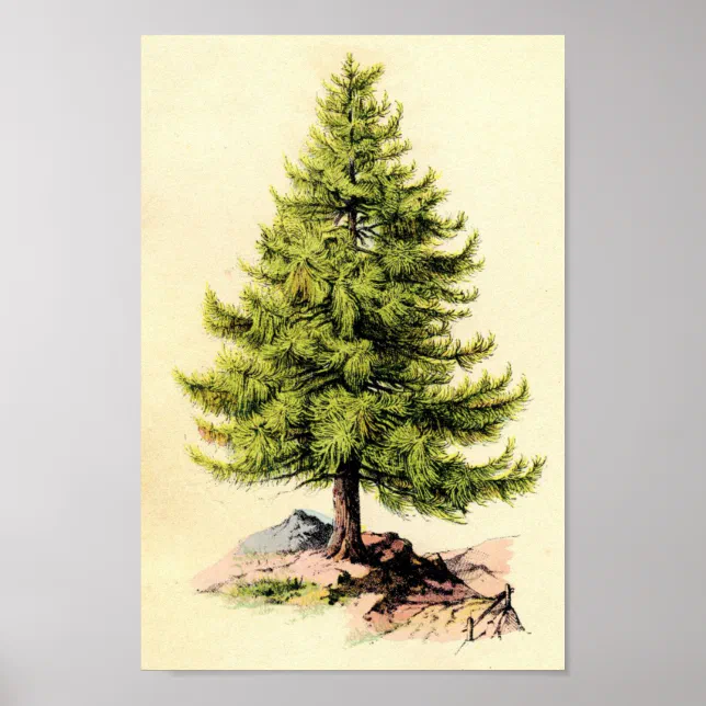Pine Tree Antique Botanical Print Poster | Zazzle