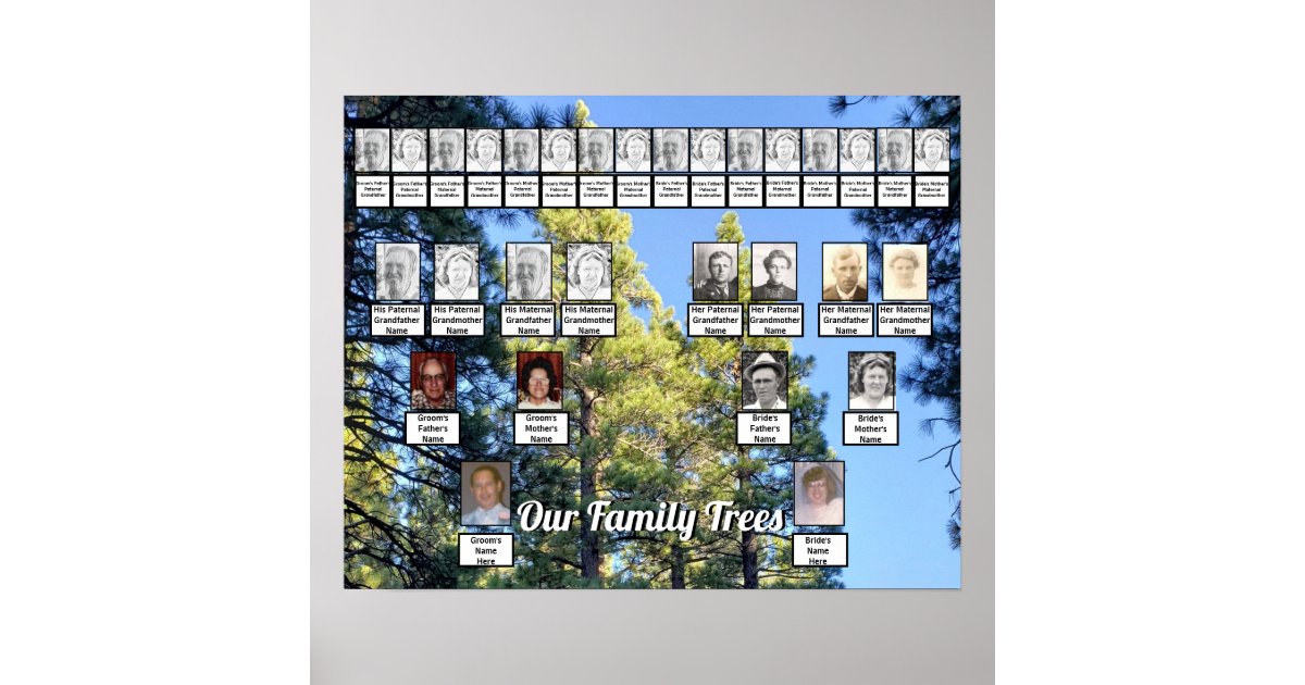 Pine Tree Forest Photo 2 Family Trees Poster | Zazzle