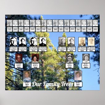 Pine Tree Forest Photo Two Family Trees Poster | Zazzle