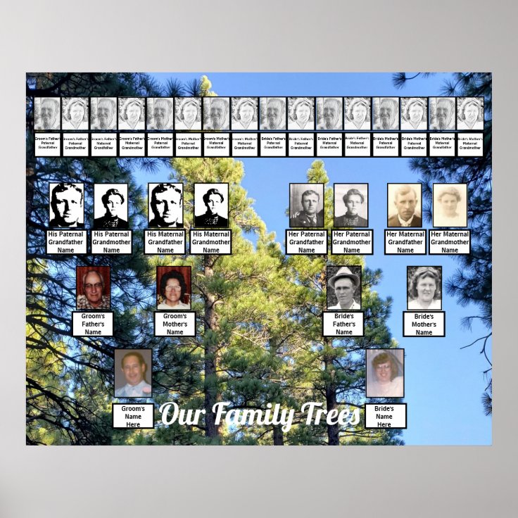 Pine Tree Forest Photo Two Family Trees Poster | Zazzle