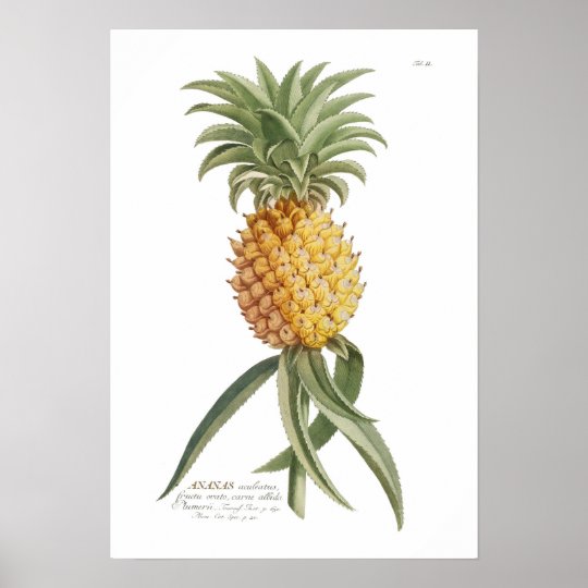 Pineapple Poster | Zazzle.com