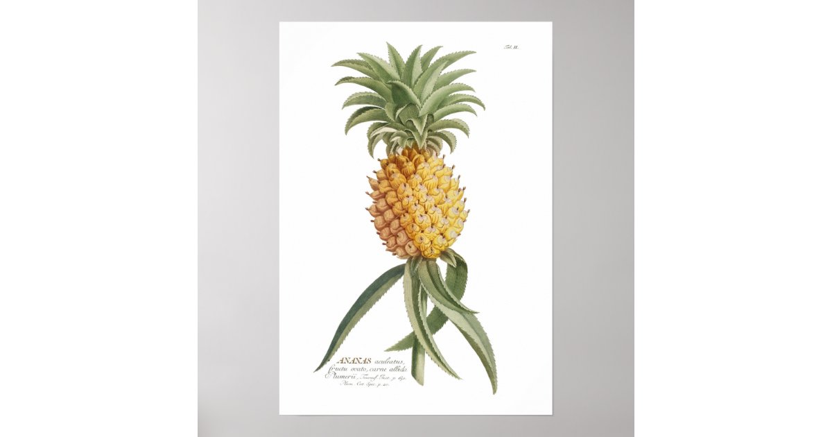 Pineapple Poster | Zazzle