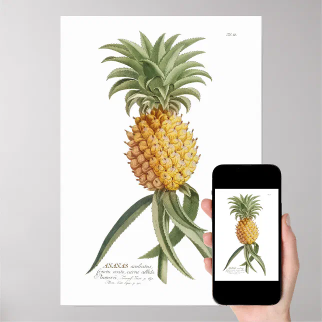 Pineapple Poster | Zazzle