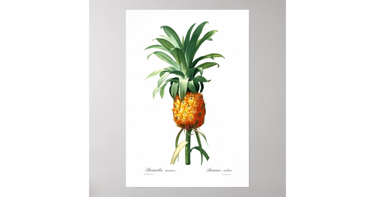 Pineapple Poster | Zazzle