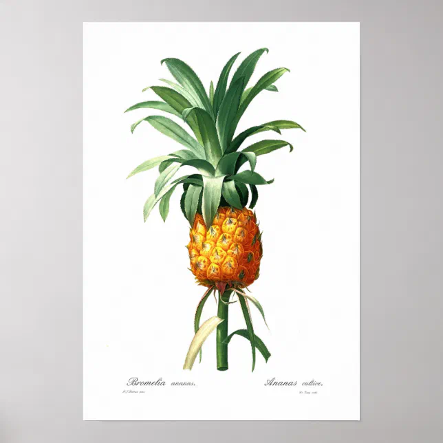 Pineapple Poster | Zazzle
