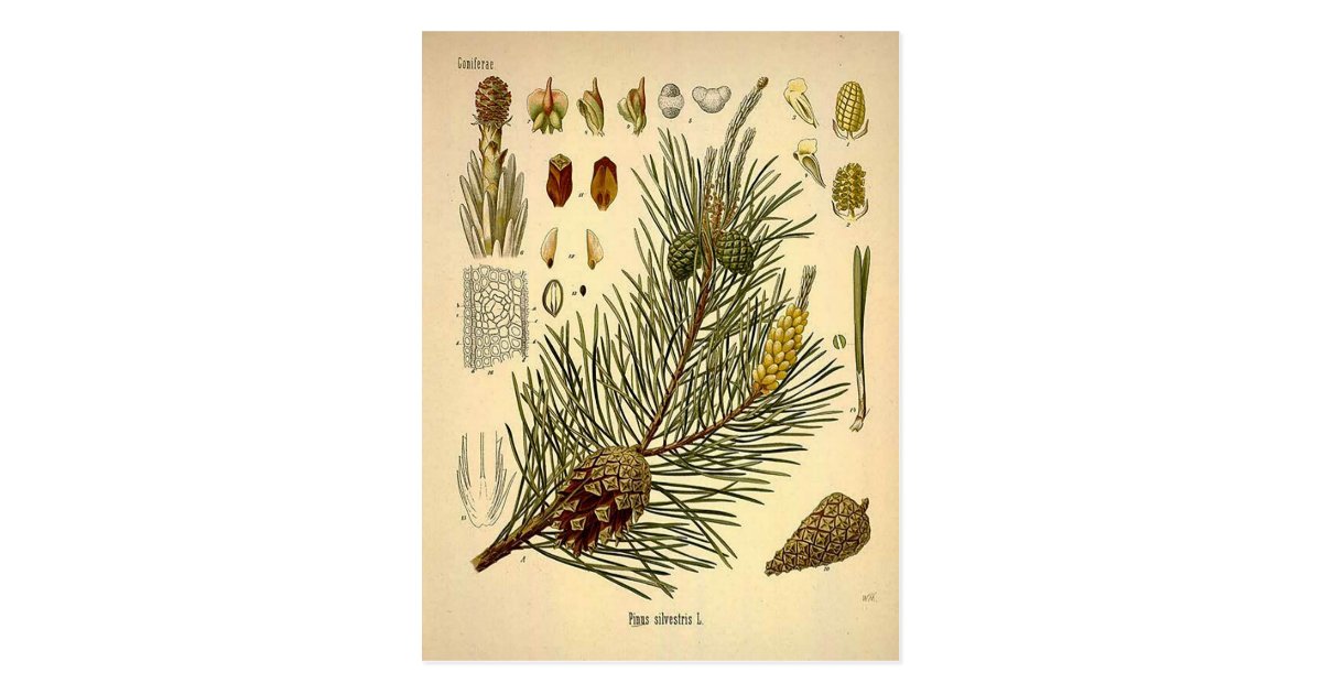 Pinecone Pine Tree Vintage Botanical Print Postcard | Zazzle.com