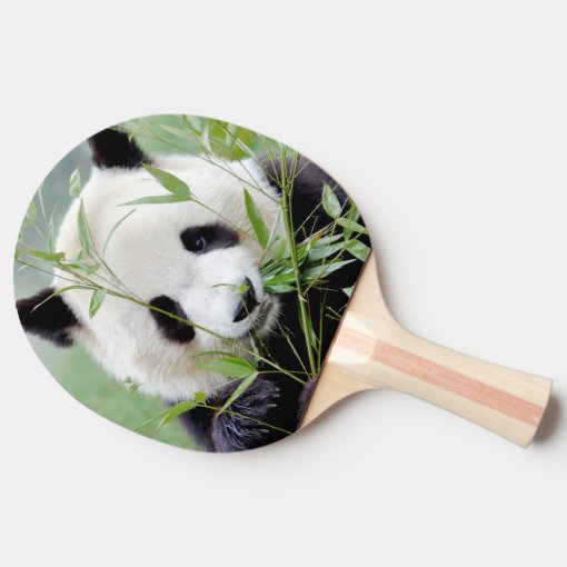 ping pong paddle Photo giant panda , animals. | Zazzle