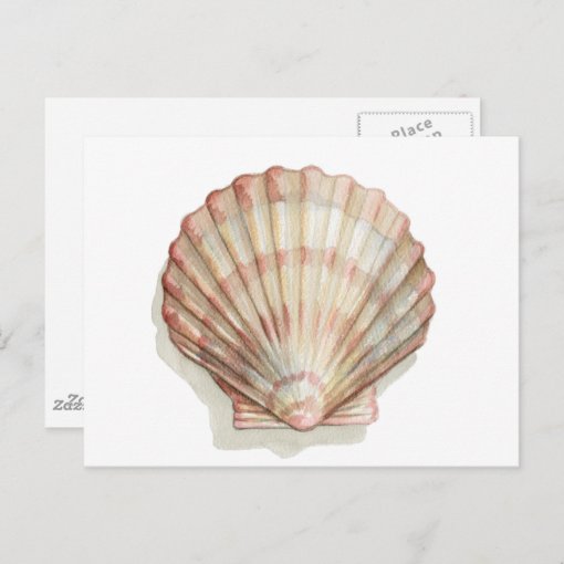 Pink and Cream Seashell Postcard | Zazzle