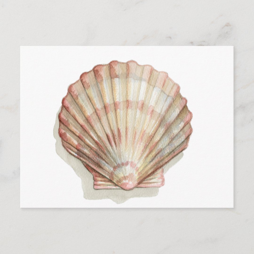 Pink and Cream Seashell Postcard | Zazzle