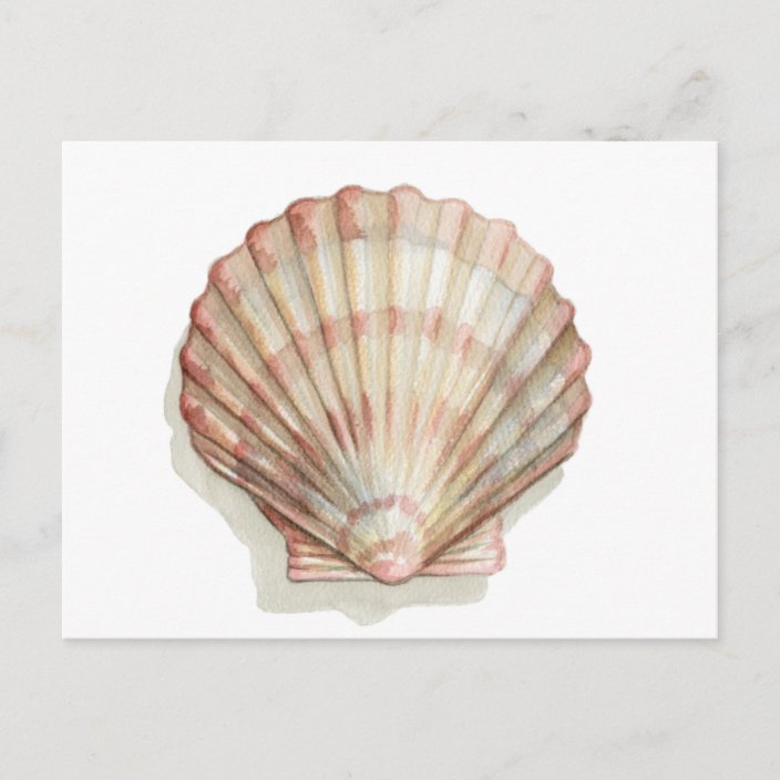 Pink and Cream Seashell Postcard | Zazzle.com