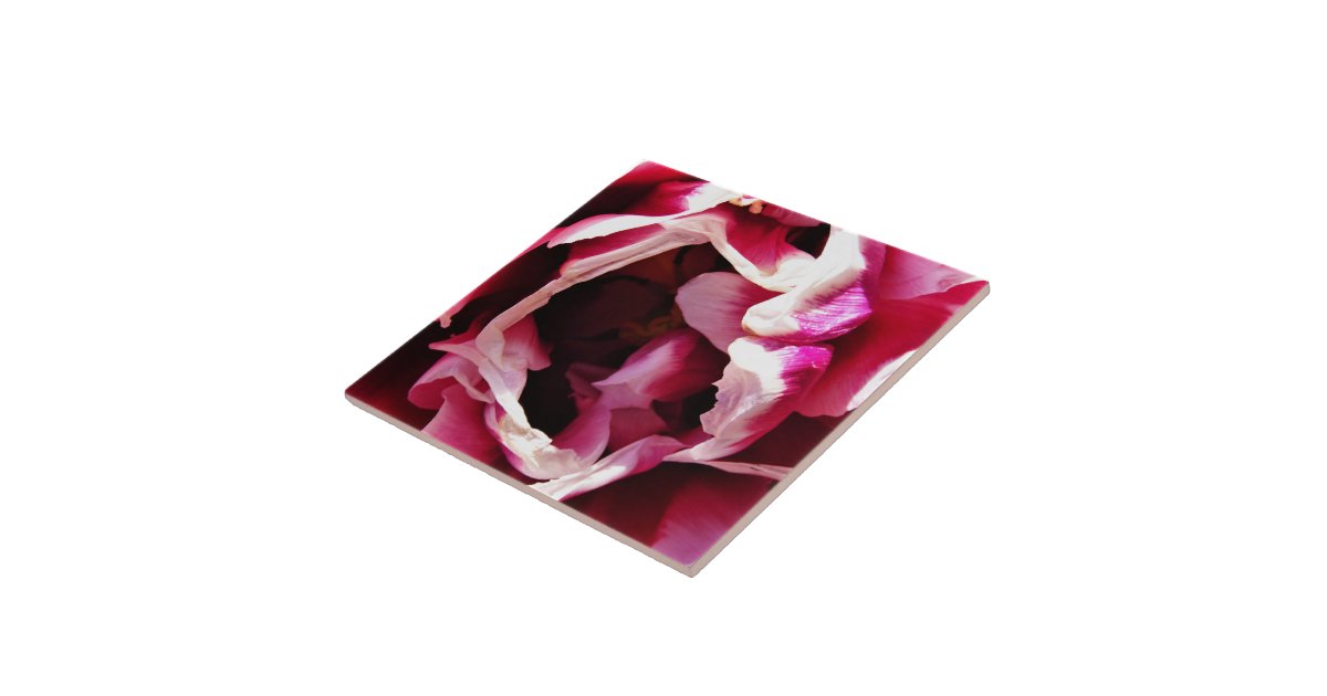 Pink and White Rose Ceramic Tile | Zazzle
